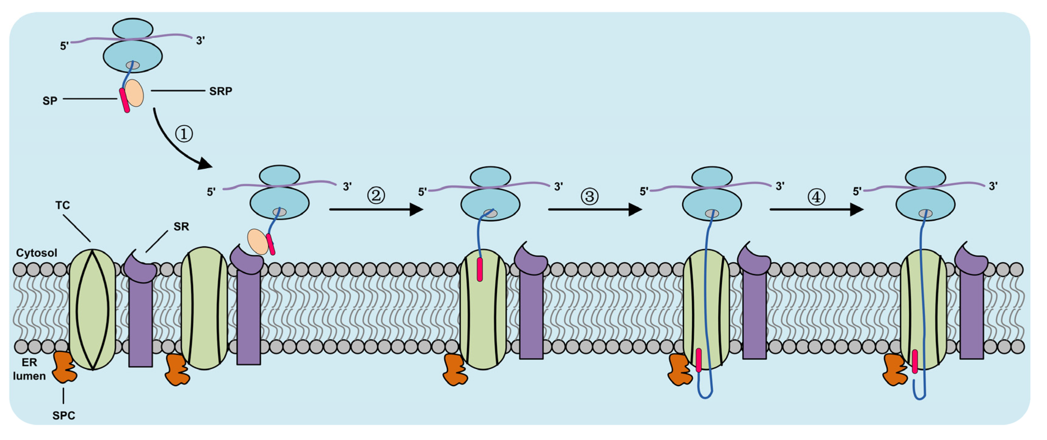 Molecules | Free Full-Text | Effects of a Shift of the Signal Peptide ...