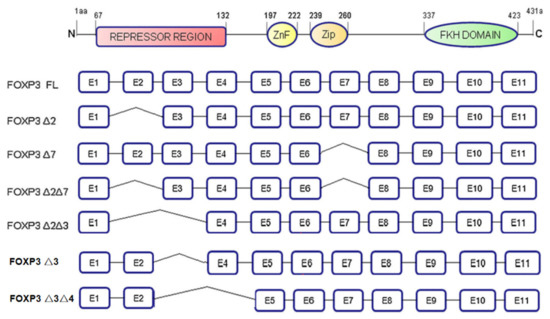 The Role of FOXP3 on Tumor Metastasis and Its Interaction with ...