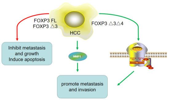 The Role of FOXP3 on Tumor Metastasis and Its Interaction with ...
