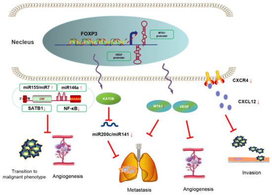 Molecules | Free Full-Text | The Role of FOXP3 on Tumor Metastasis and ...