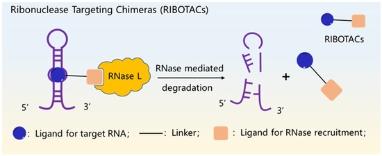 Noncoding RNAs Emerging as Drugs or Drug Targets: Their Chemical ...