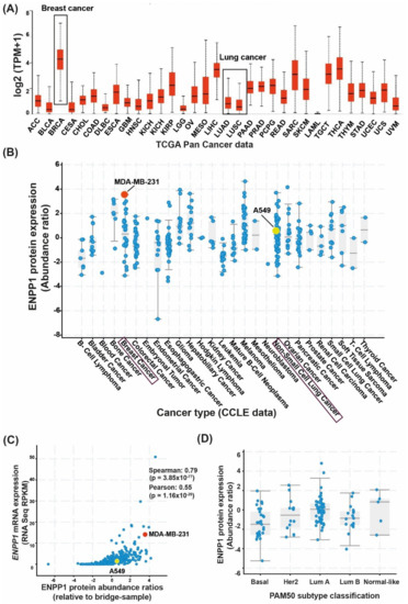 AVA-NP-695 Selectively Inhibits ENPP1 to Activate STING Pathway and ...