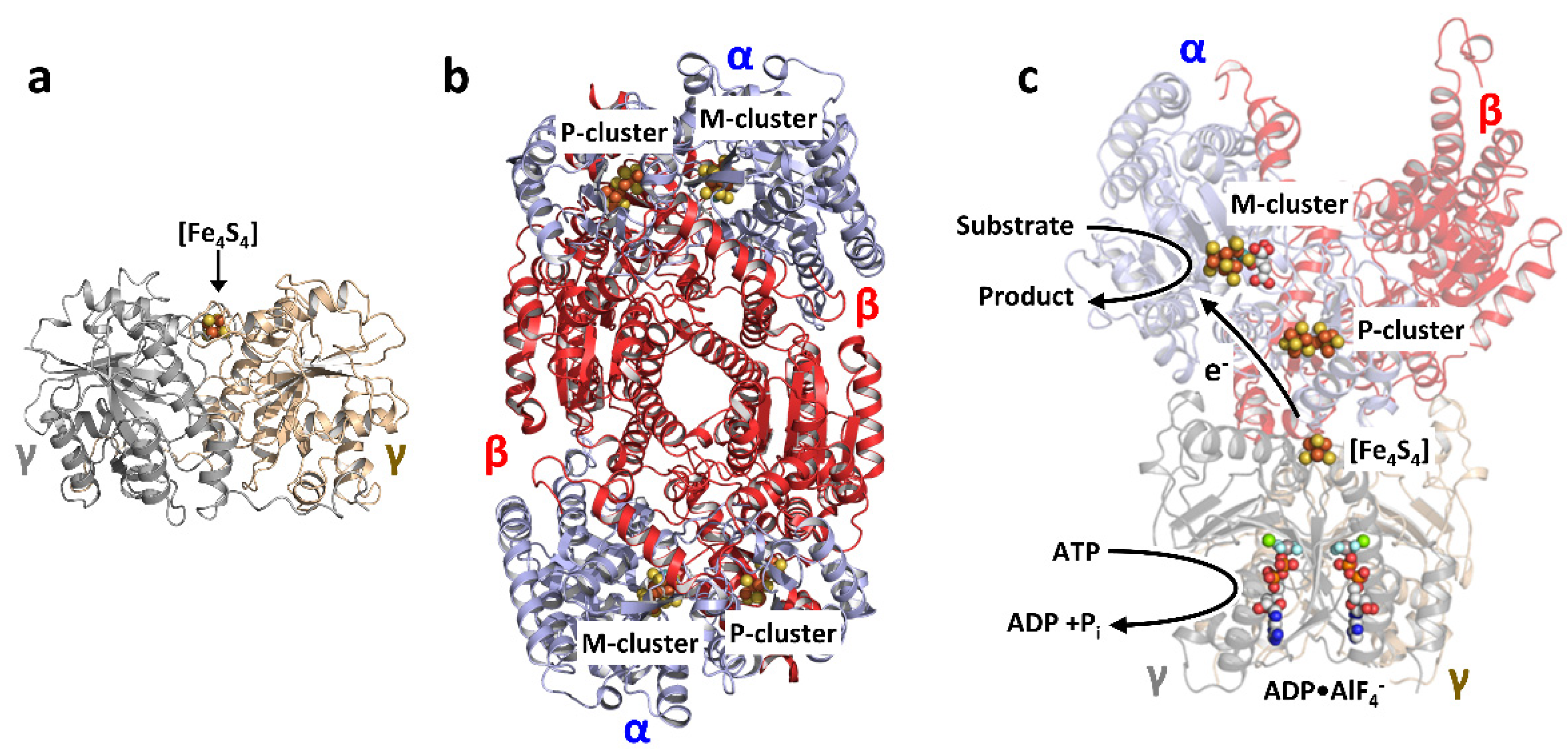 Nitrogenase Fe Protein: A Multi-Tasking Player in Substrate Reduction and Metallocluster Assembly