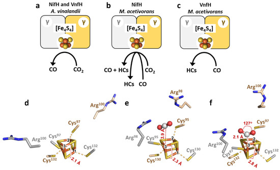 Nitrogenase Fe Protein: A Multi-Tasking Player in Substrate Reduction ...