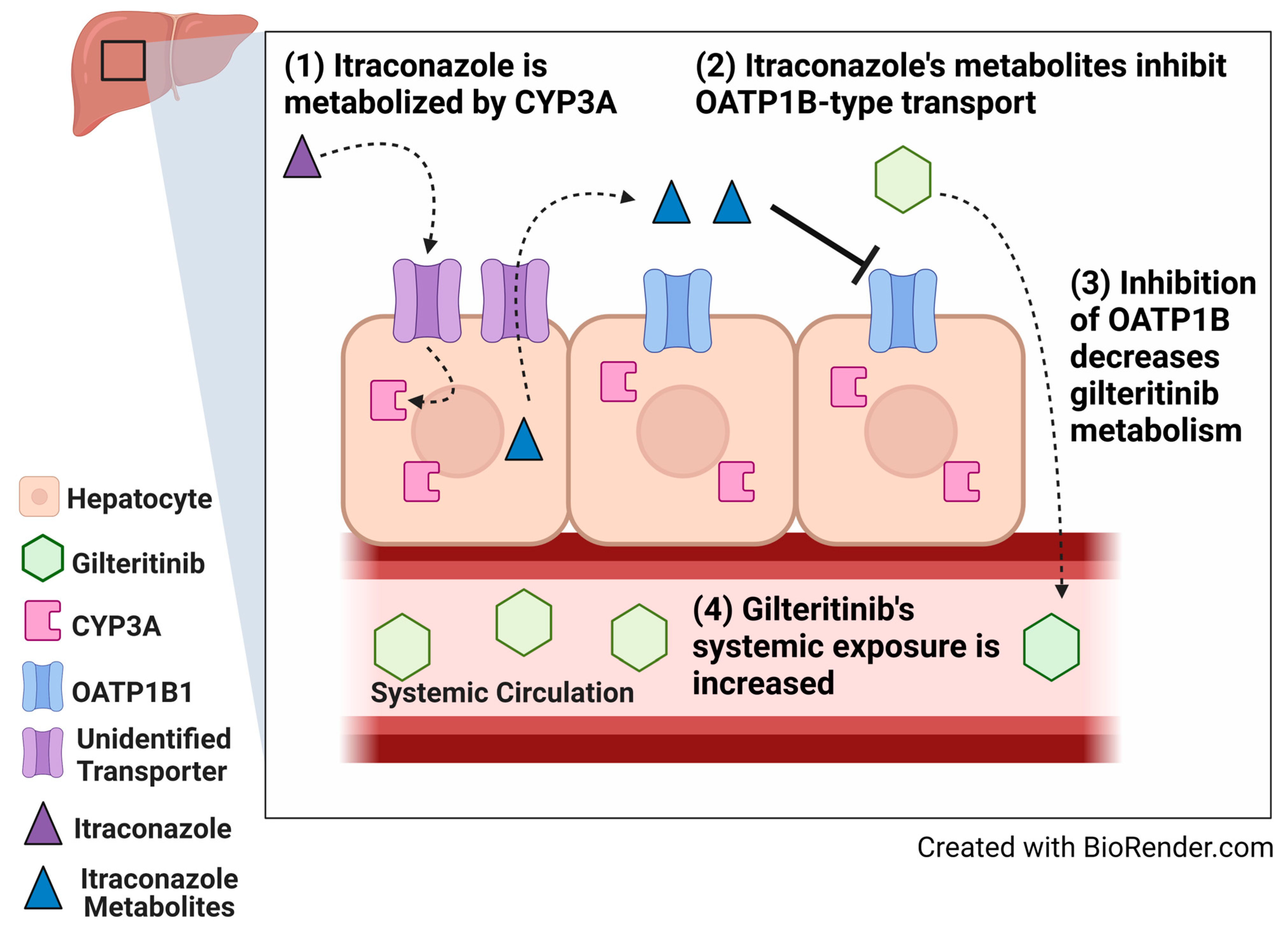 Molecules | Free Full-Text | Itraconazole-Induced Increases in ...