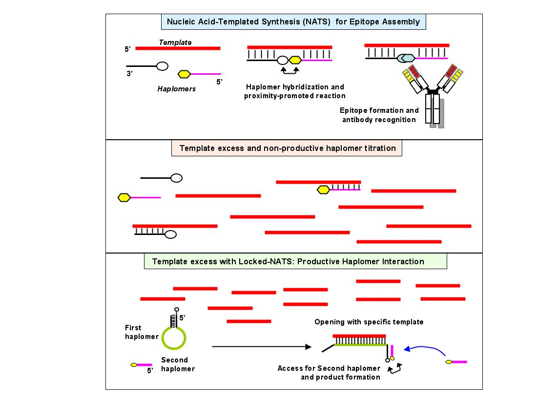 Molecules | Free Full-Text | Assembly of Biologically Functional ...