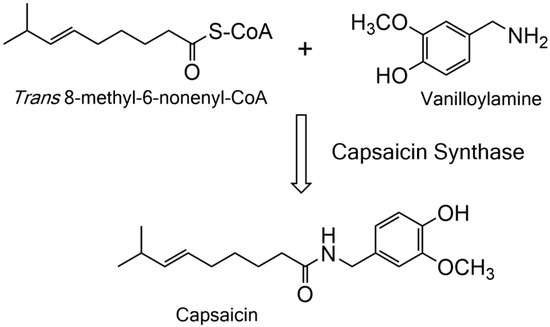 Chemical Synthesis of Trans 8-Methyl-6-Nonenoyl-CoA and Functional ...