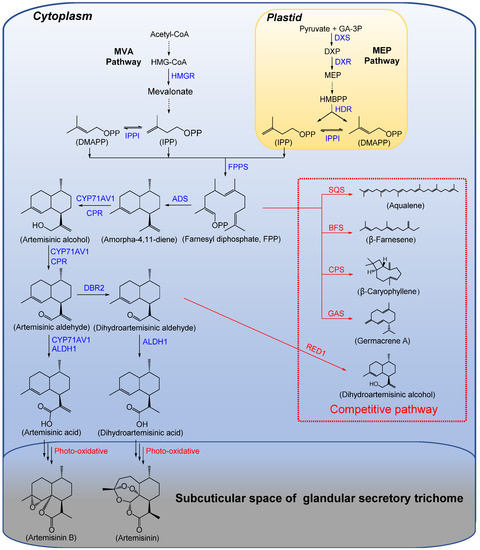 From Plant to Yeast—Advances in Biosynthesis of Artemisinin