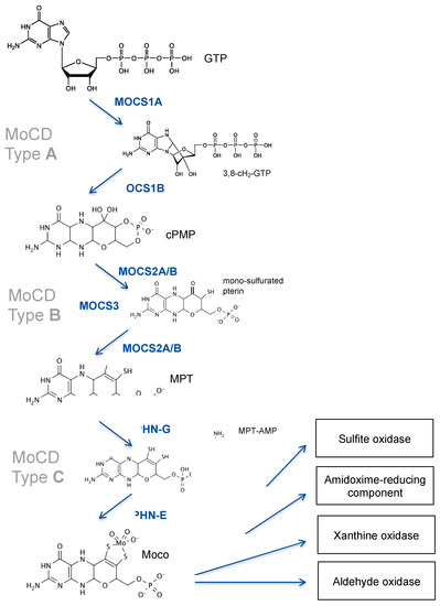 Molybdenum Cofactor Deficiency in Humans