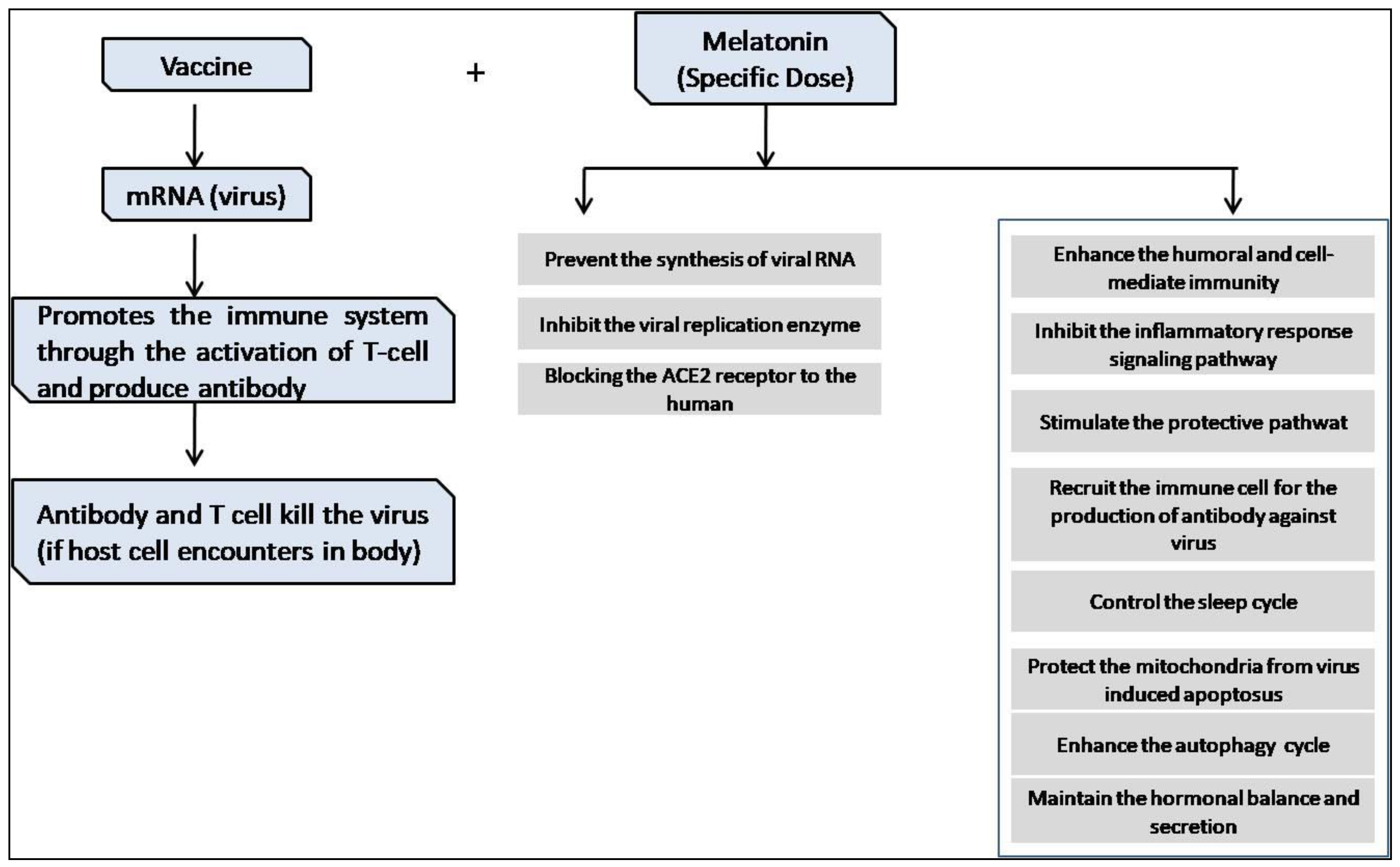 Molecules | Free Full-Text | Potential Therapeutic Approach of Melatonin against Omicron and ...