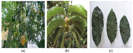 A Literature Review of Artocarpus lacucha Focusing on the Phytochemical ...