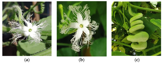 The Difference of Volatile Compounds in Female and Male Buds of ...