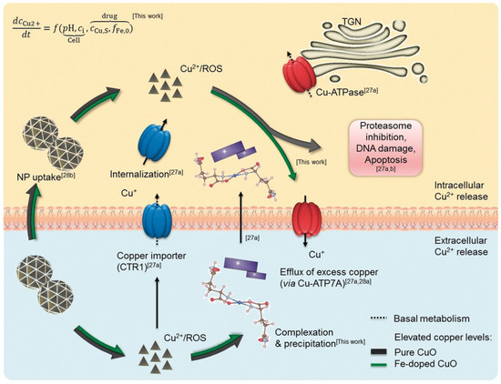 Recent Advances in Copper-Based Organic Complexes and Nanoparticles for ...