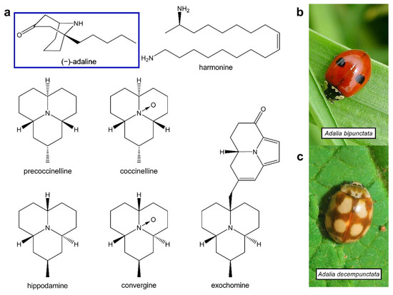 (−)-Adaline from the Adalia Genus of Ladybirds Is a Potent Antagonist ...