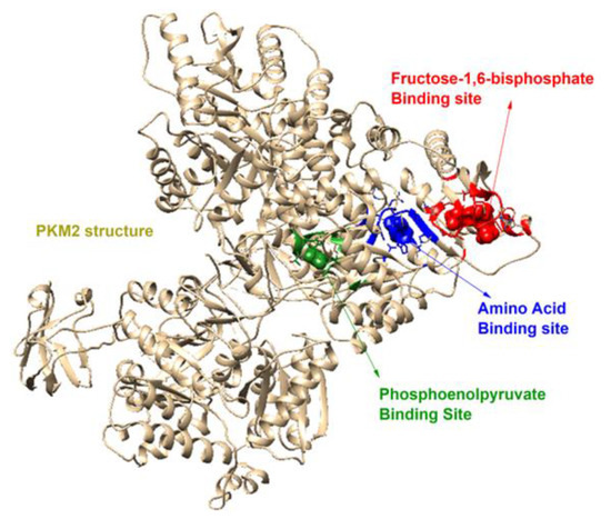 Identification of Natural Compounds as Inhibitors of Pyruvate Kinase M2 ...