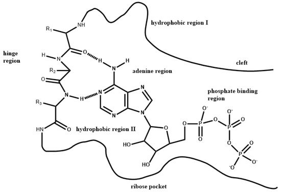 Molecular Recognition of FDA-Approved Small Molecule Protein Kinase ...