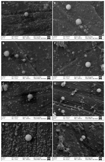 Microscopical Evaluation of the Effects of High-Pressure Processing on ...