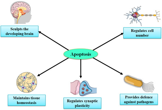 Potential of Therapeutic Small Molecules in Apoptosis Regulation in the ...
