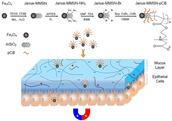 Magnetically Driven Muco-Inert Janus Nanovehicles for Enhanced Mucus ...