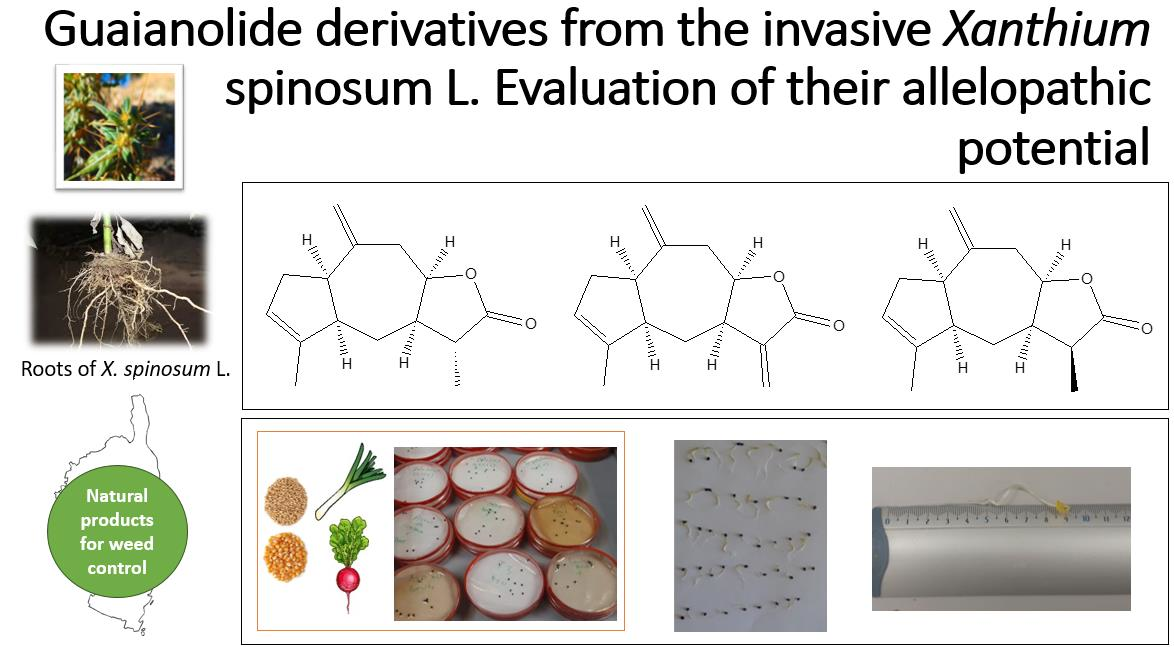 Molecules | Free Full-Text | Guaianolide Derivatives from the Invasive ...
