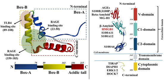 Therapeutic Potential of Targeting the HMGB1/RAGE Axis in Inflammatory ...