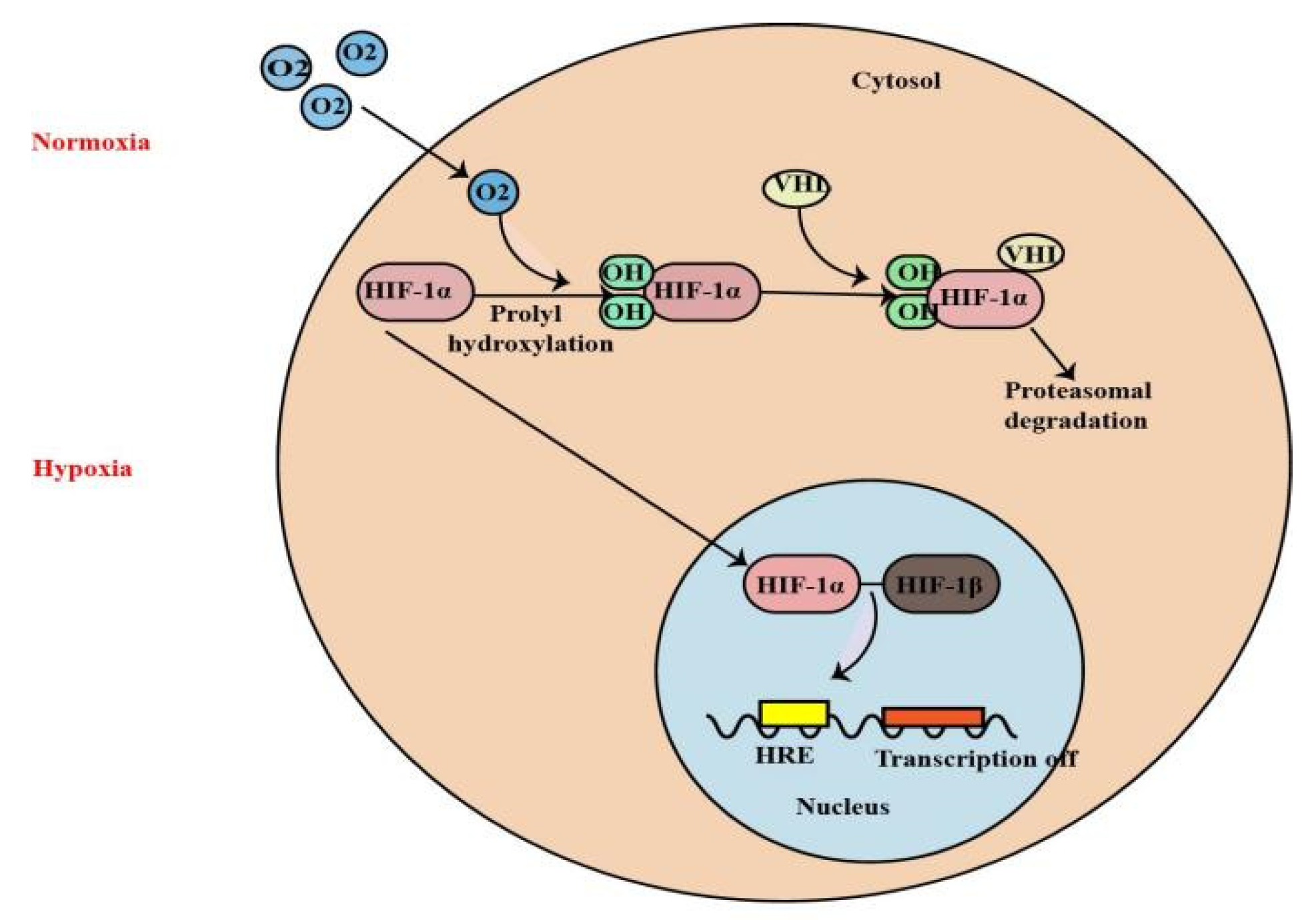 Molecules Free Full Text The Role Of Hypoxia Inducible Factor 1