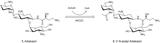 Design, Synthesis, and Bioassay of 2′-Modified Kanamycin A