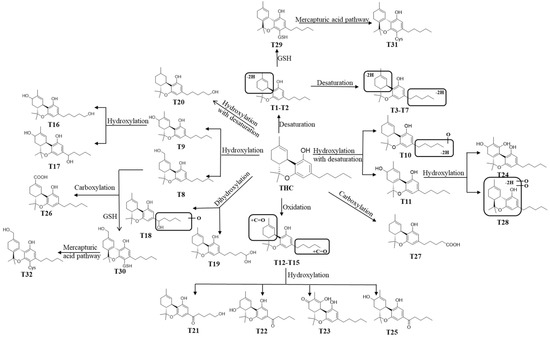 Comparative Metabolomic Profiling of the Metabolic Differences of Δ9 ...