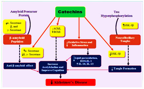Green Tea Catechins Attenuate Neurodegenerative Diseases and Cognitive ...