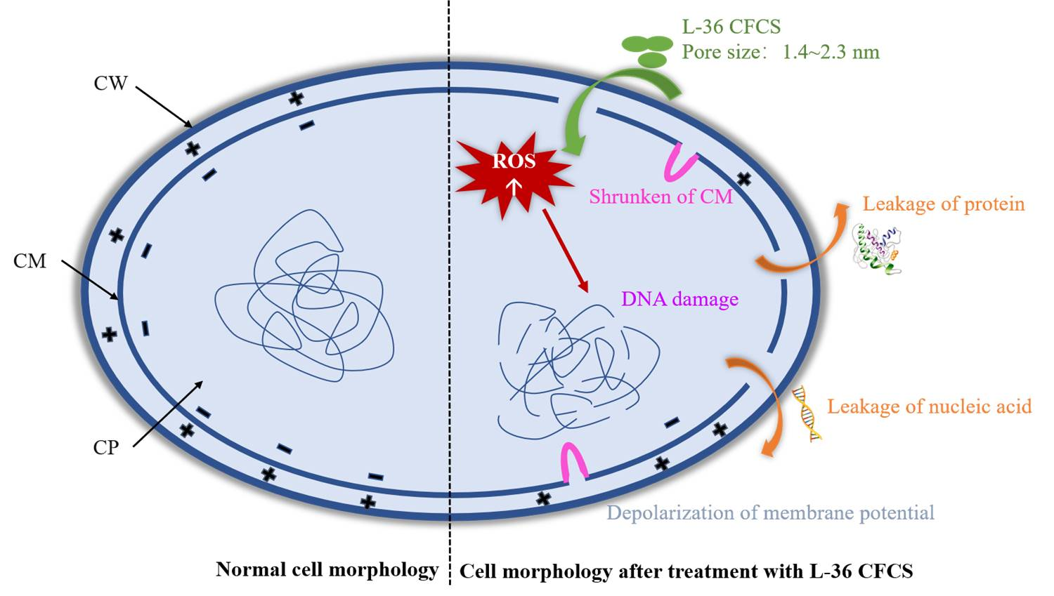 Molecules | Free Full-Text | Antibacterial Effect of Cell-Free ...