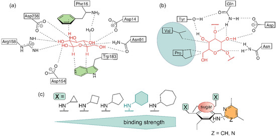 Cycloalkyl Groups as Building Blocks of Artificial Carbohydrate ...