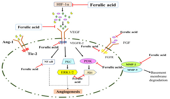 Ferulic Acid: A Natural Phenol That Inhibits Neoplastic Events through ...