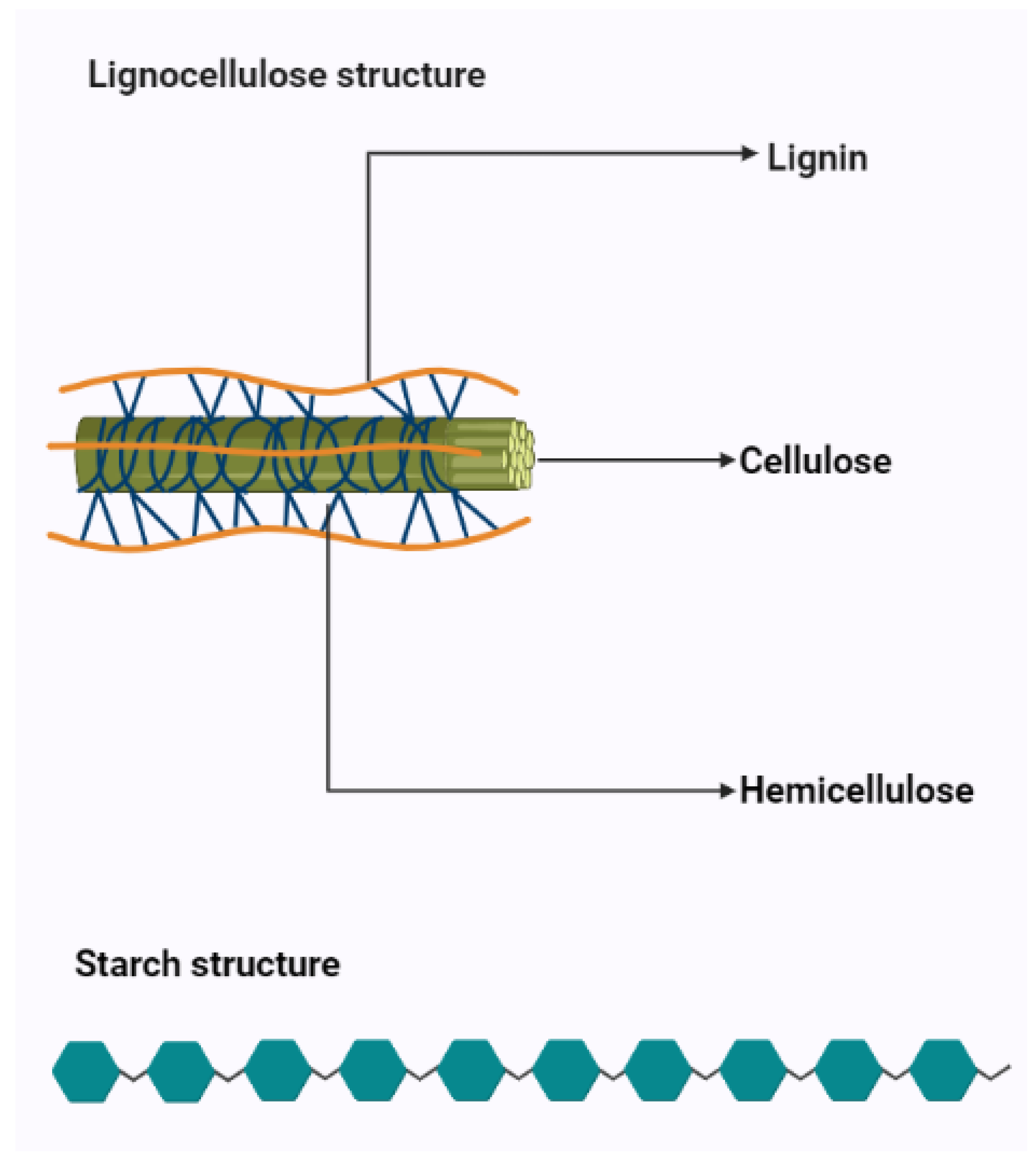 Lignocellulose Structure