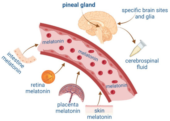 Melatonin: A Neurotrophic Factor?