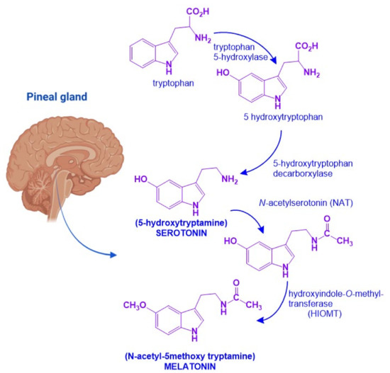 Melatonin: A Neurotrophic Factor?