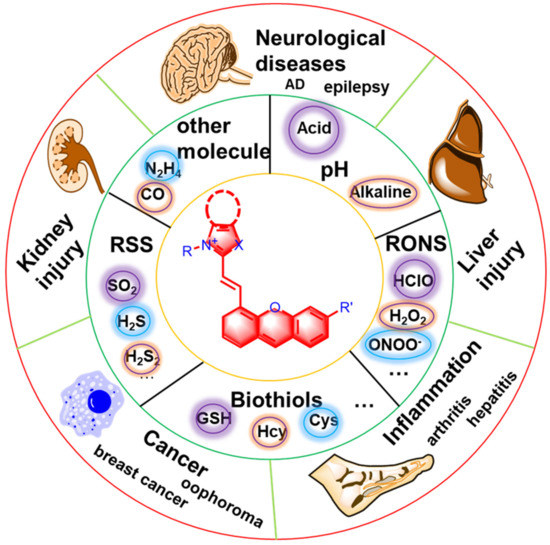 Activity-Based Fluorescent Probes Based on Hemicyanine for Biomedical ...