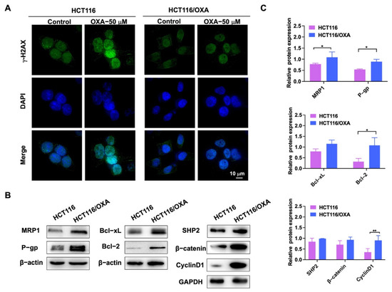 Dihydrotanshinone I Inhibits the Proliferation and Growth of ...