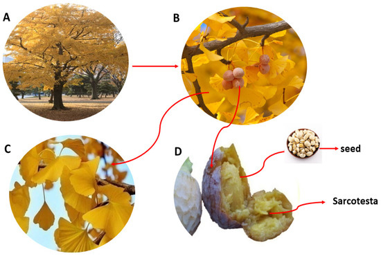 Extraction, Purification, and Elucidation of Six Ginkgol Homologs from ...