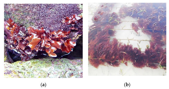 Rhodophyta as Potential Sources of Photoprotectants, Antiphotoaging ...
