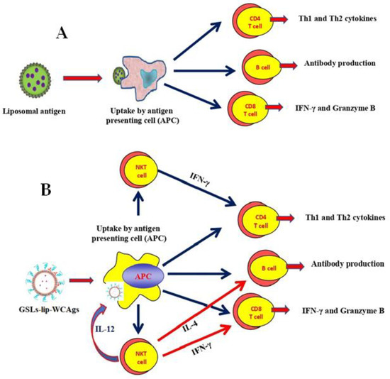 Glycosphingolipids (GSLs) from Sphingomonas paucimobilis Increase the ...