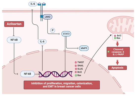 Inhibition of NF-kB/IL-6/JAK2/STAT3 Pathway and Epithelial-Mesenchymal Transition in Breast ...