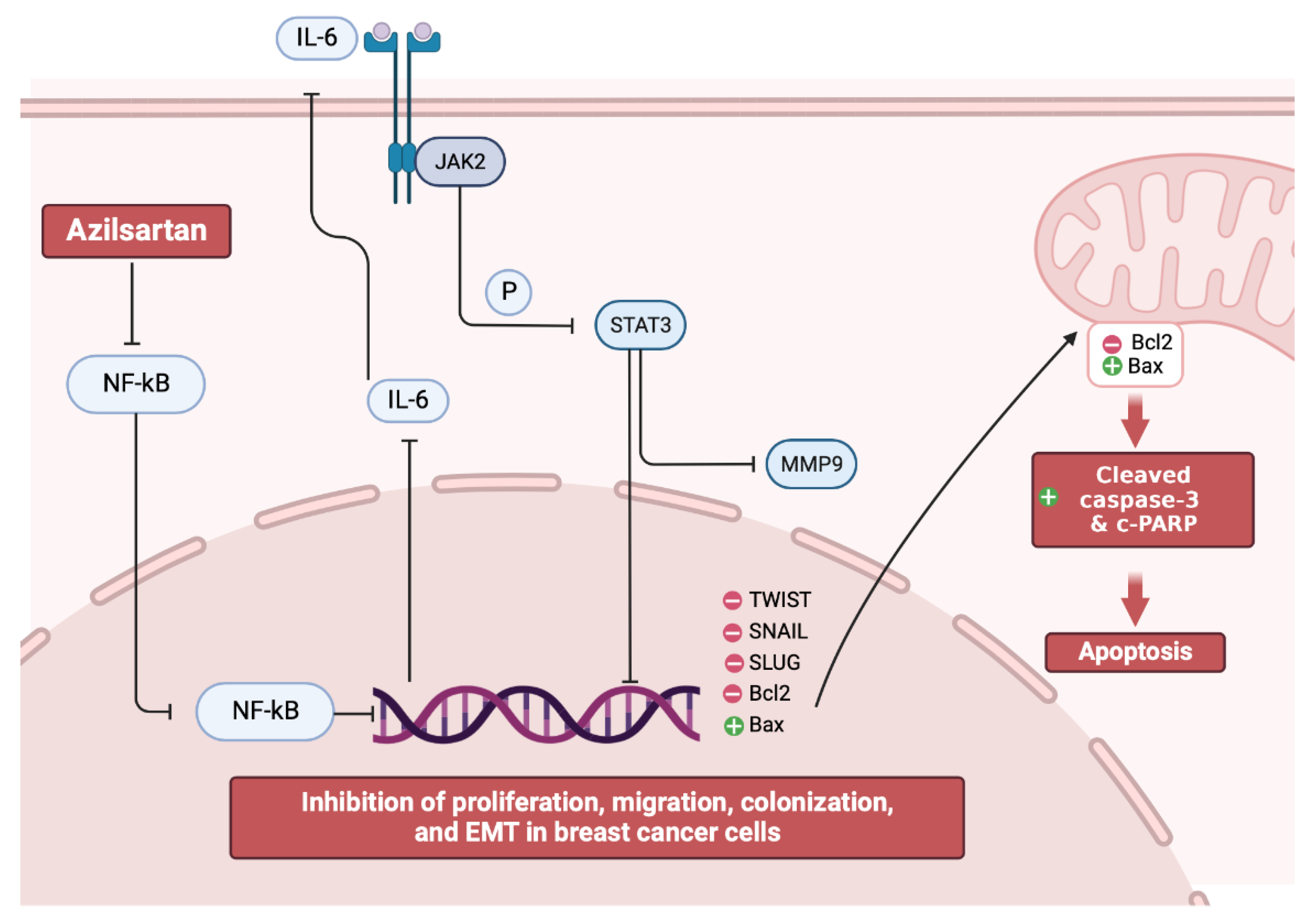 Inhibition of NF-kB/IL-6/JAK2/STAT3 Pathway and Epithelial-Mesenchymal Transition in Breast ...