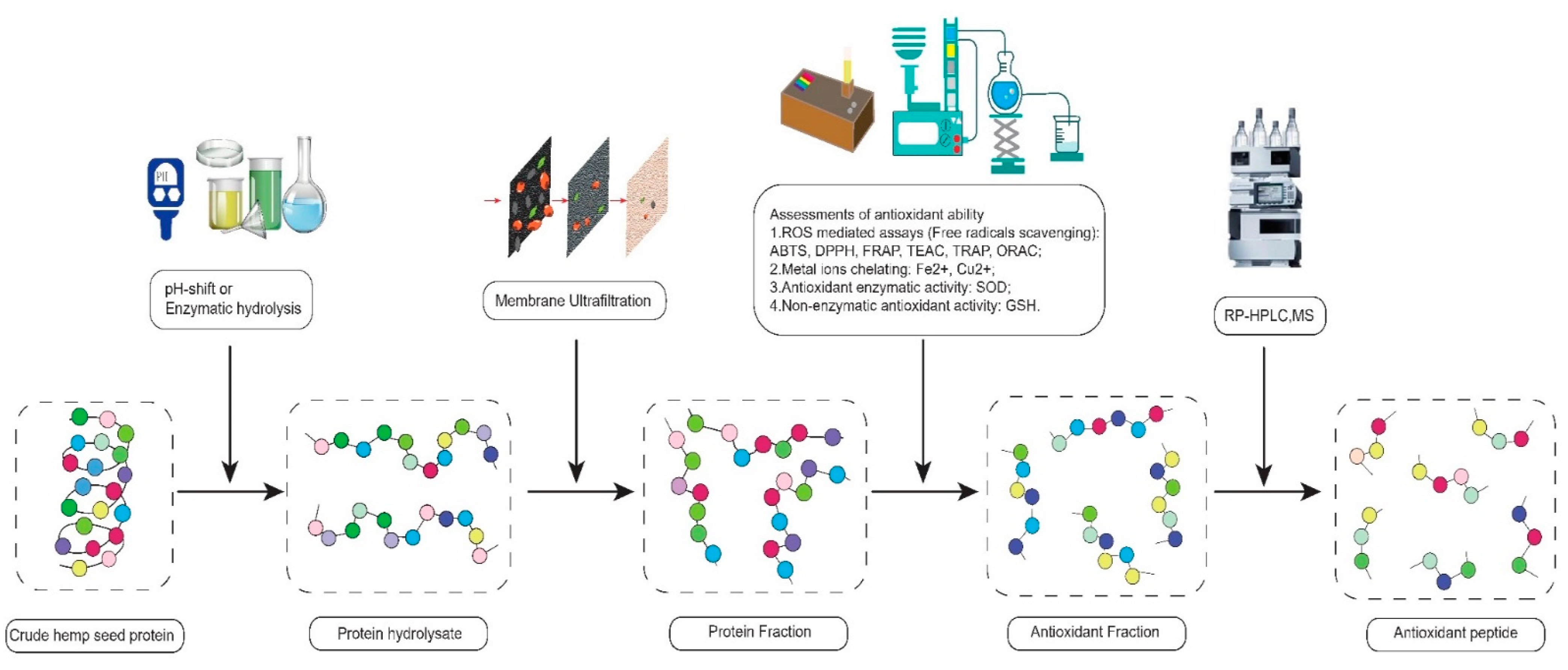 Antioxidant Properties of Hemp Proteins: From Functional Food to Phytotherapy and Beyond