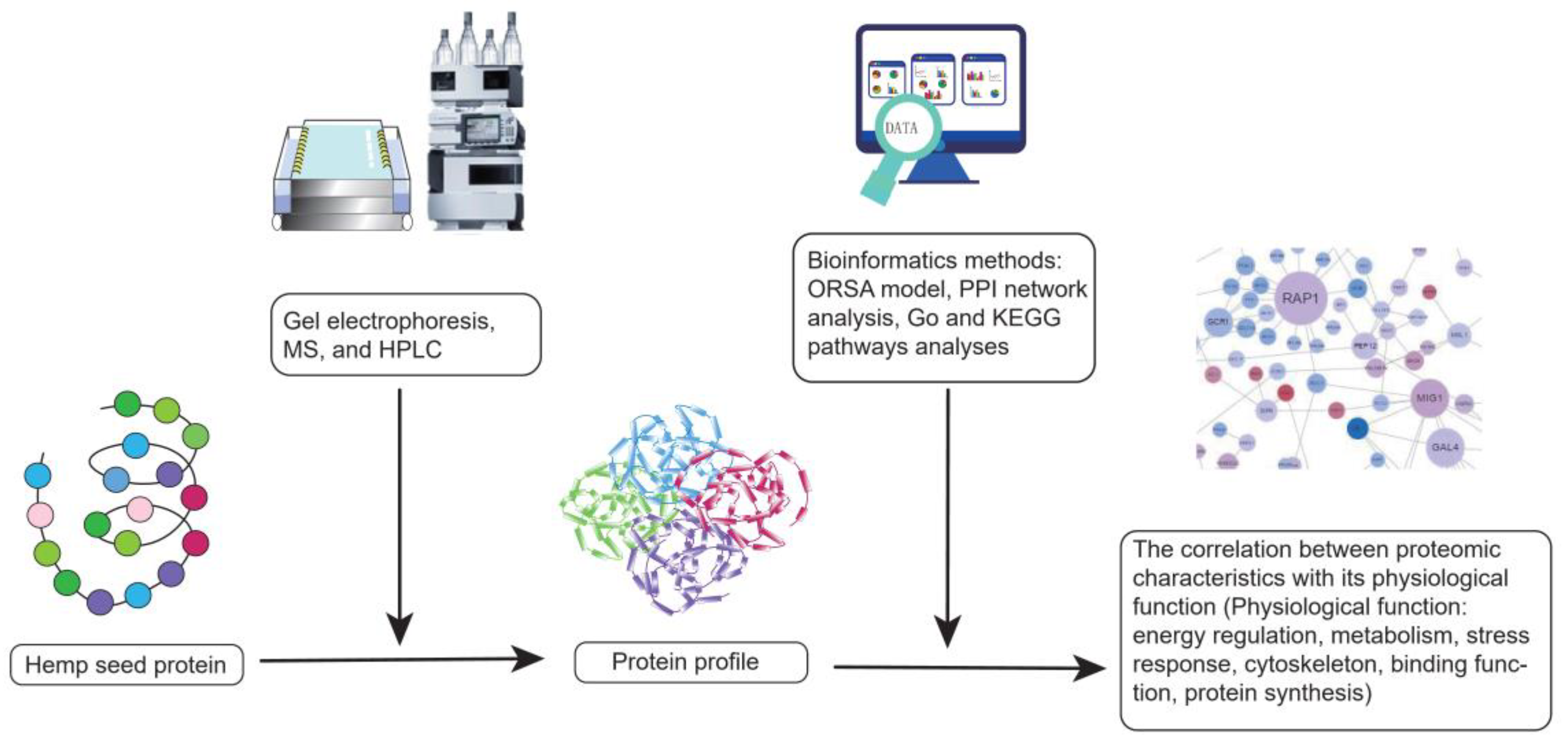 Antioxidant Properties of Hemp Proteins: From Functional Food to ...