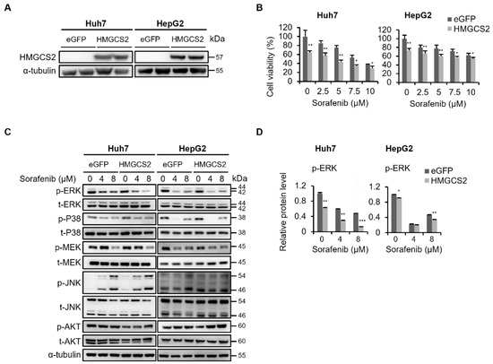 HMGCS2 Mediation of Ketone Levels Affects Sorafenib Treatment Efficacy ...