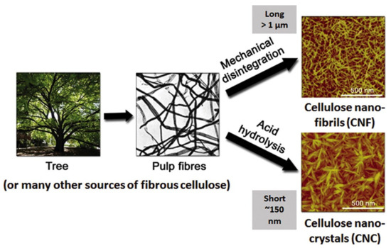 Nanocellulose: A Fundamental Material for Science and Technology ...