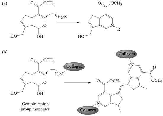 Insights on Chemical Crosslinking Strategies for Proteins