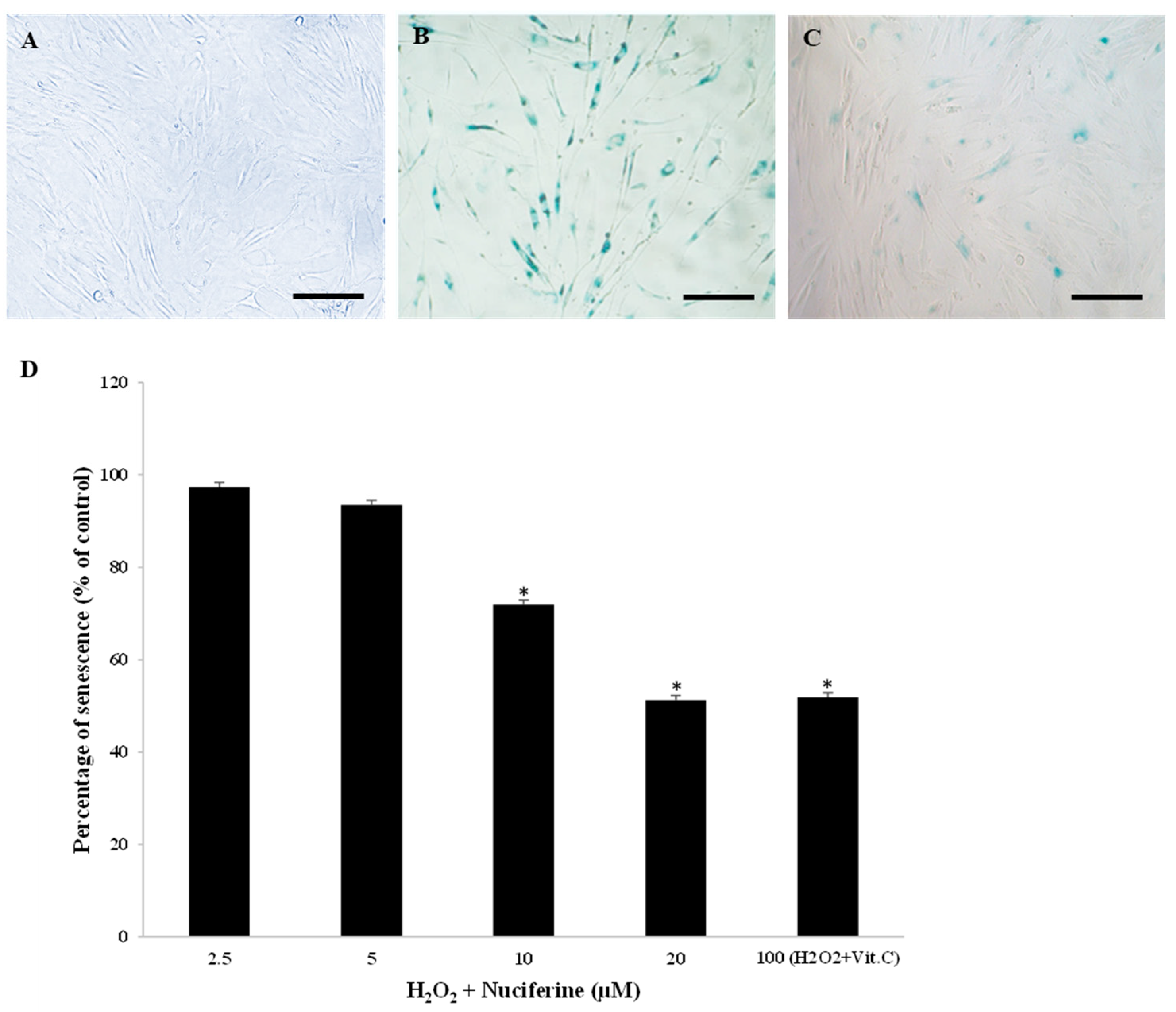 Preventive Effect of Nuciferine on H2O2-Induced Fibroblast Senescence ...