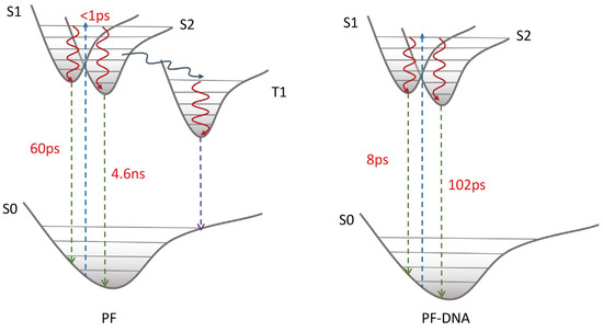 Excited-State Dynamics of Proflavine after Intercalation into DNA Duplex