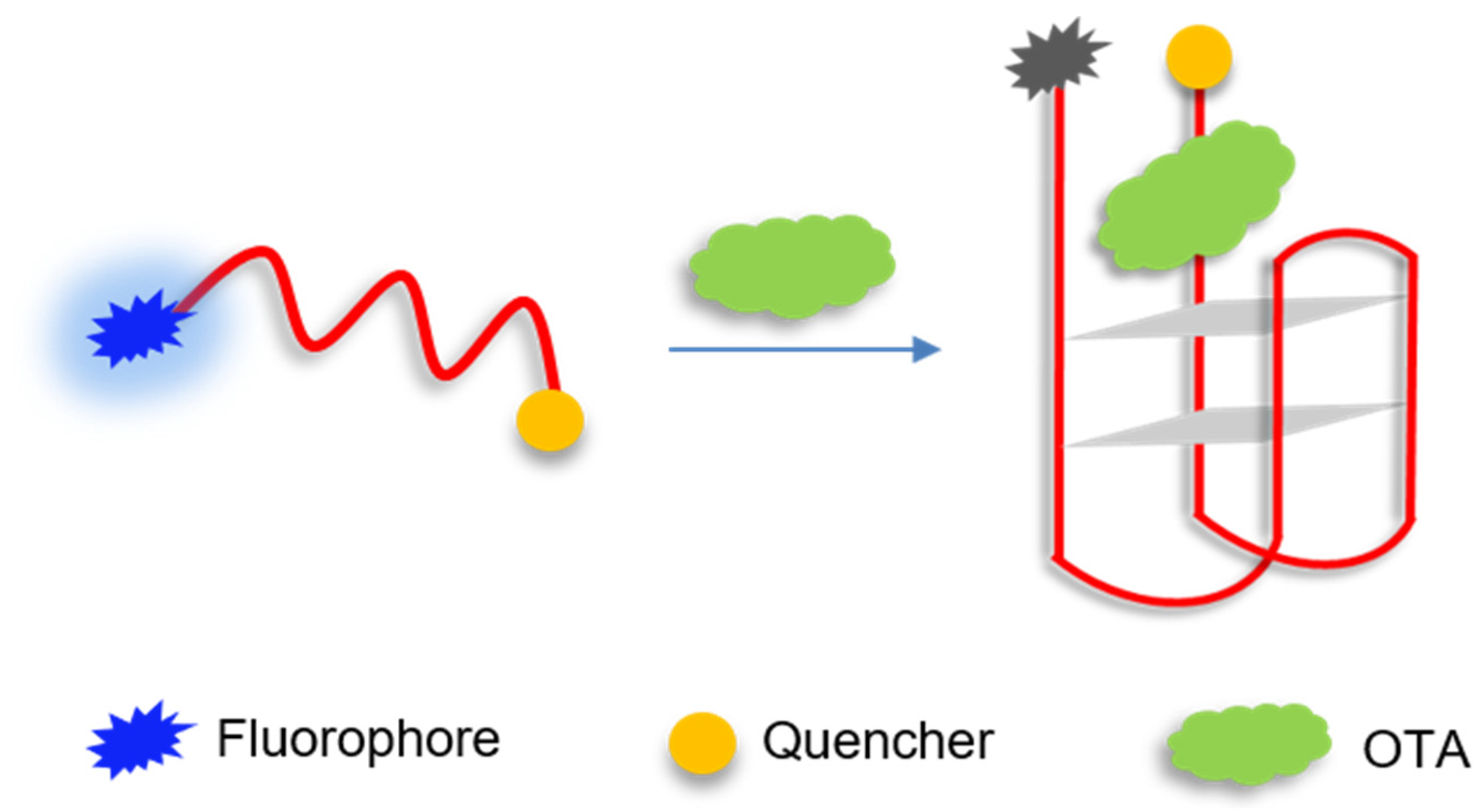 Aptamer Molecular Beacon Sensor For Rapid And Sensitive Detection Of